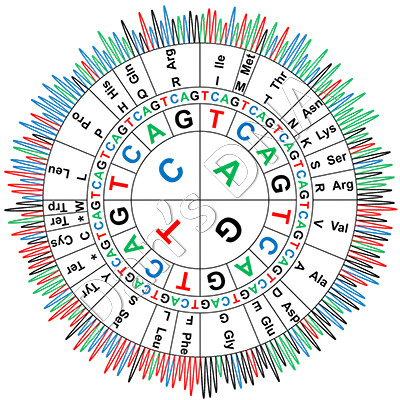 Sanger codon circle | Dansdna