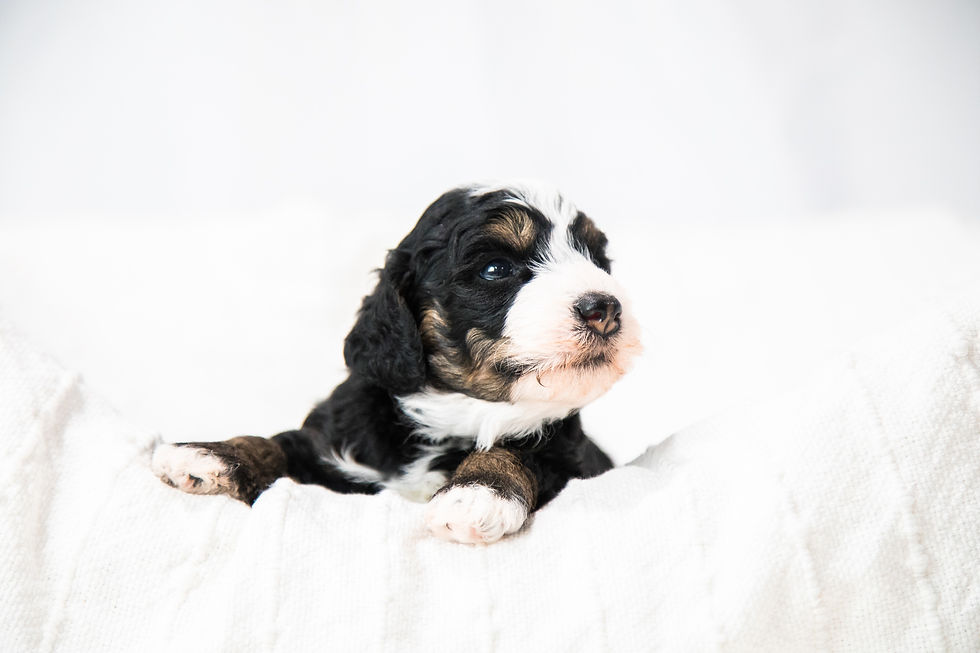 All About Golden Mountain Doodles | JennaLee Doodles