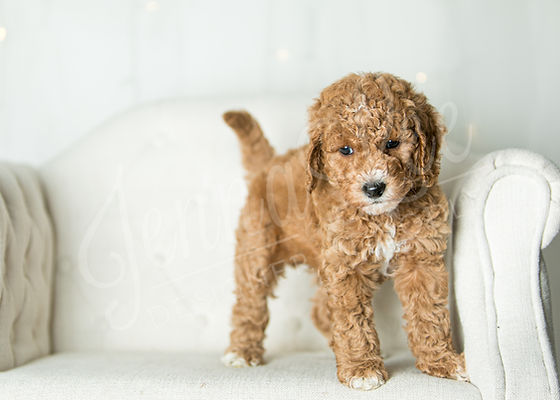 brown merle goldendoodles