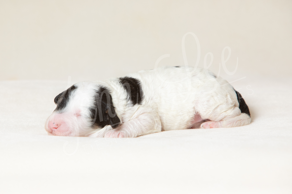 What Are the Doodle Behavioral Stages?