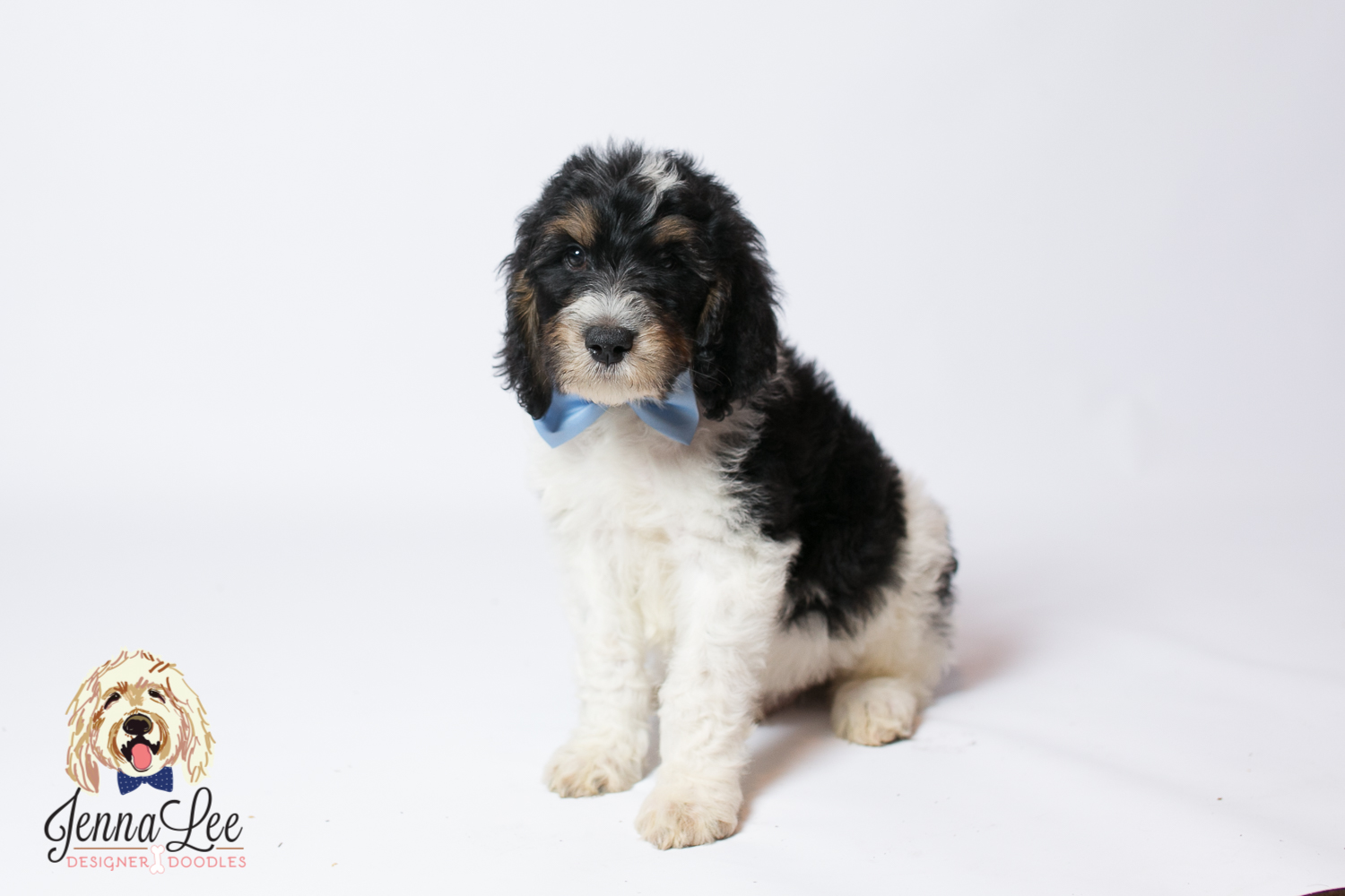 Frequently Asked Goldendoodle & Bernedoodle Questions for Breeders