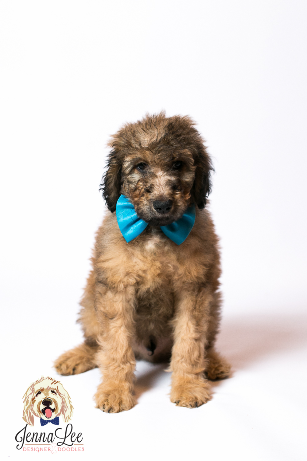 Frequently Asked Goldendoodle & Bernedoodle Questions for Breeders