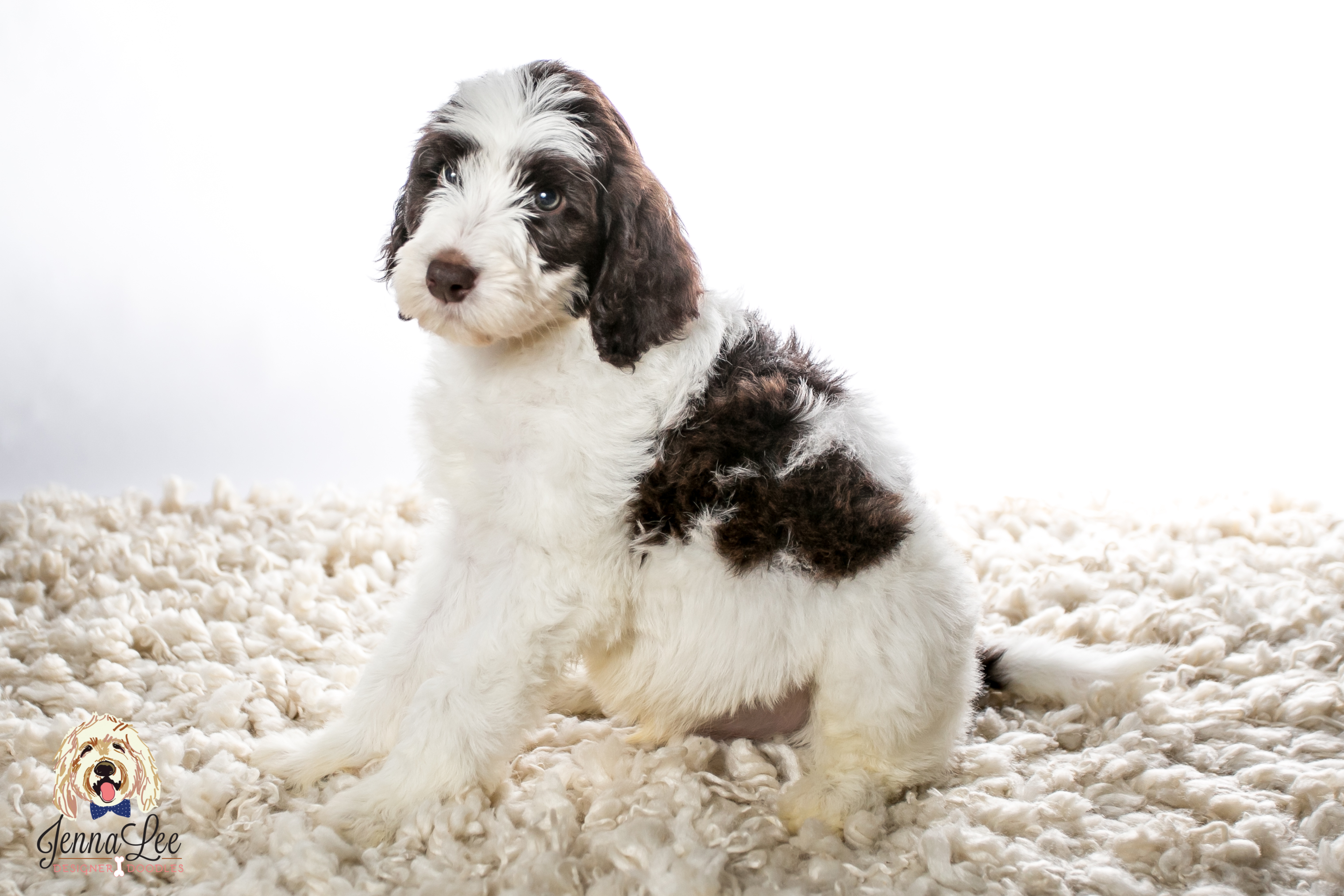 Frequently Asked Goldendoodle & Bernedoodle Questions for Breeders