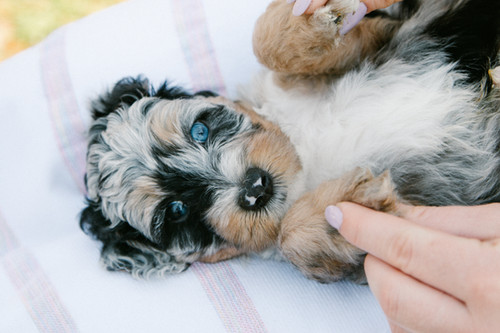 16 Week Puppy Preschool | JennaLee Doodles