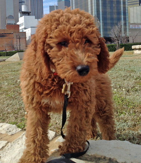Frequently Asked Goldendoodle & Bernedoodle Questions for Breeders