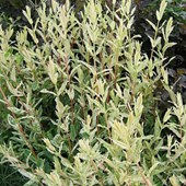 Nishiki Willow | Lehigh Valley Home & Garden