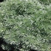 Silver Mound | Lehigh Valley Home & Garden