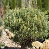 Pine White Eastern Blue Shag | Lehigh Valley Home & Garden