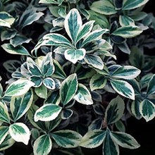 Euonymus Silver King | Lehigh Valley Home & Garden