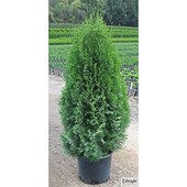 Arborvitae 'Emerald Green' | Lehigh Valley Home & Garden