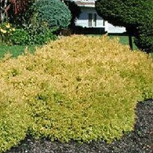 Arborvitae Rheingold | Lehigh Valley Home & Garden