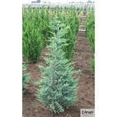 Juniper Moonglow | Lehigh Valley Home & Garden