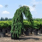 Norway Weeping Spruce | Lehigh Valley Home & Garden