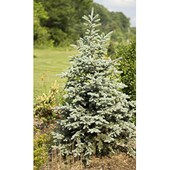 Blue Spruce Bakeri Colorado | Lehigh Valley Home & Garden