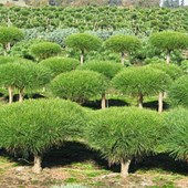 Pine Compact Tanyosho | Lehigh Valley Home & Garden