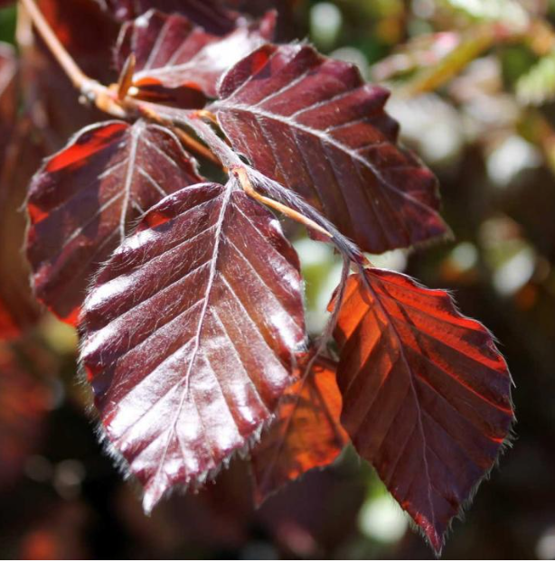 Beech 'Red Obelisk' | Lehigh Valley Home & Garden