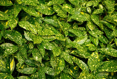 Aucuba 'Gold Dust' | Lehigh Valley Home & Garden