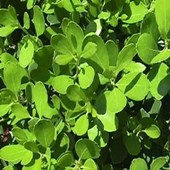 Inkberry Holly 'Compact' | Lehigh Valley Home & Garden