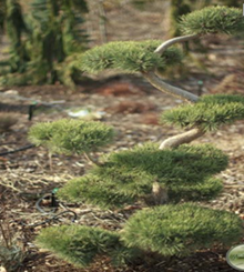 Pine Poodle Dwarf Scotch | Lehigh Valley Home & Garden