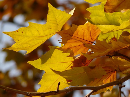 Sycamore 'Exclamation' | Lehigh Valley Home & Garden