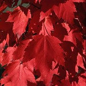 Red Maple Red Sunset | Lehigh Valley Home & Garden