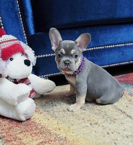 ALEX Lilac Tan | Divine Frenchies