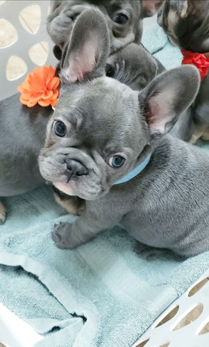 BEN | Divine Frenchies