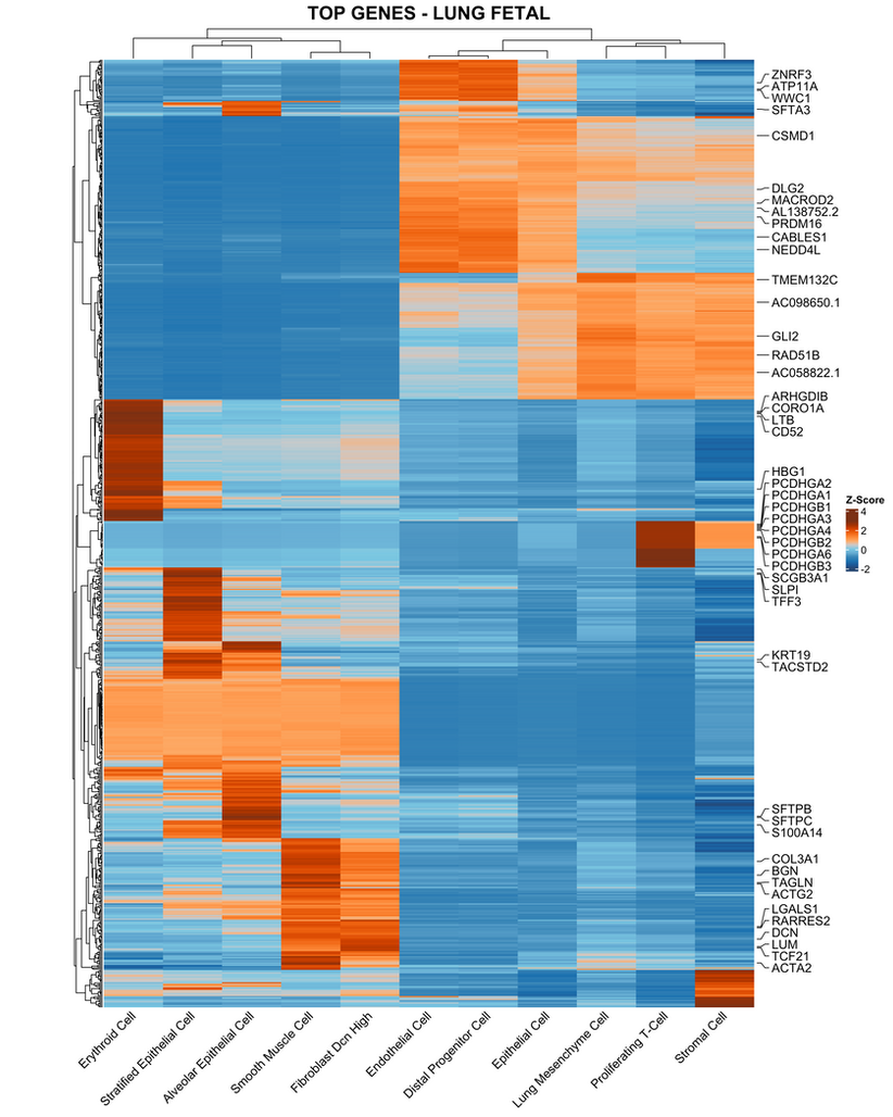 scRNA-Seq - Lung