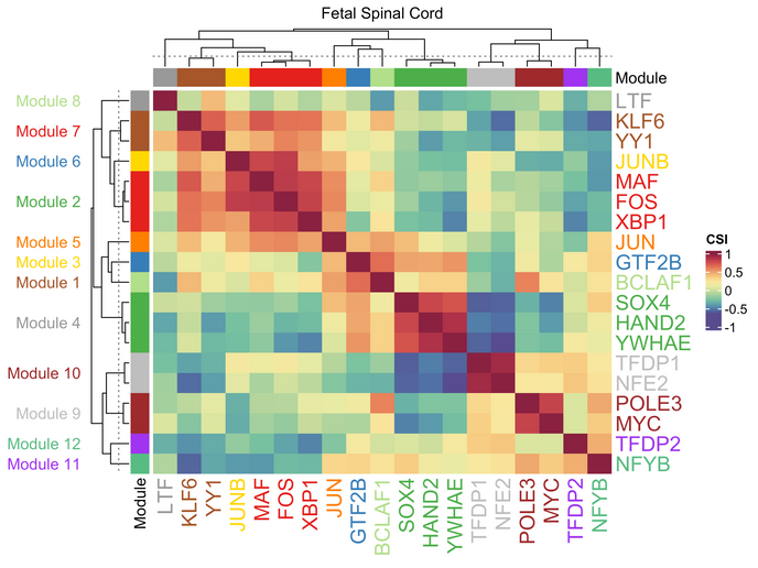 scRNA-Seq - Spinal Cord
