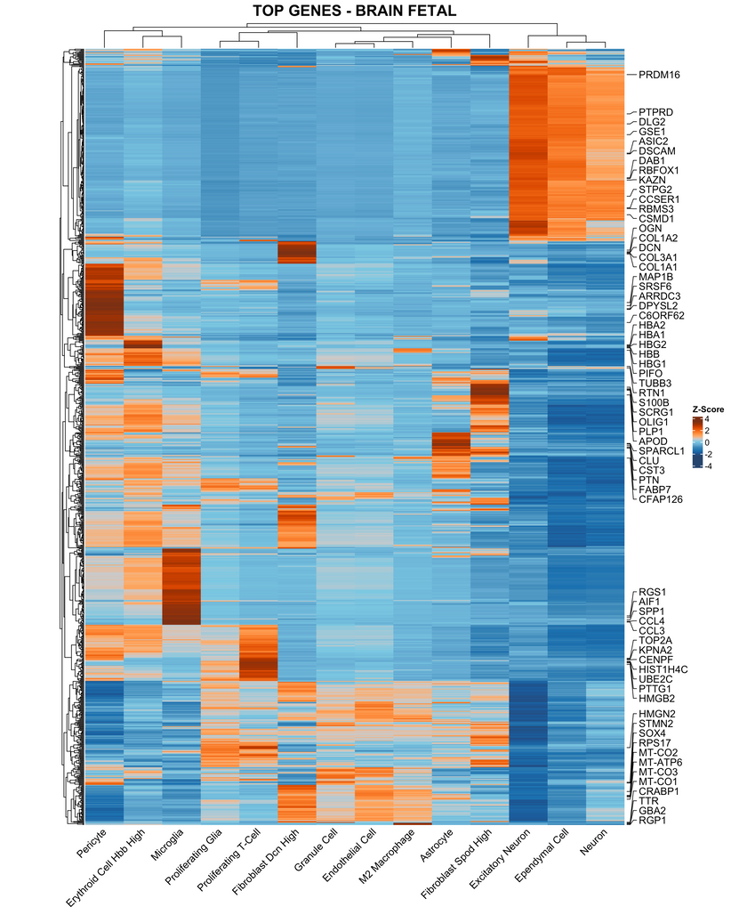 scRNA-Seq - Brain