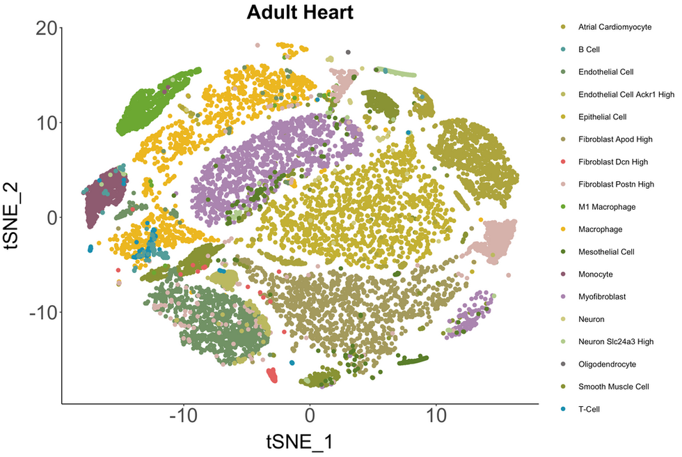scRNA-Seq - Heart Atrial Appendage