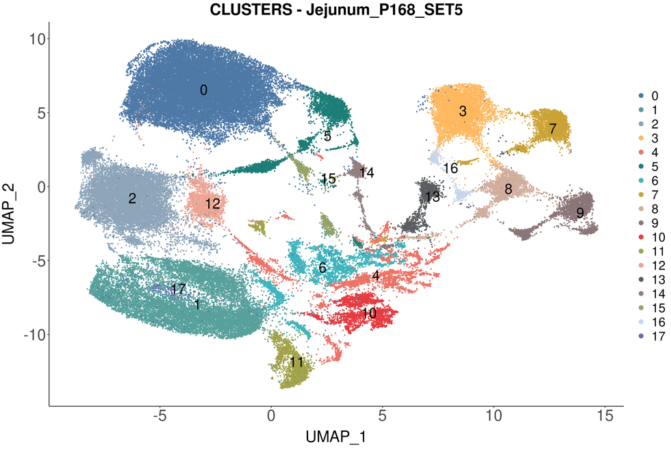 Flow - Small Intestine Terminal lleum