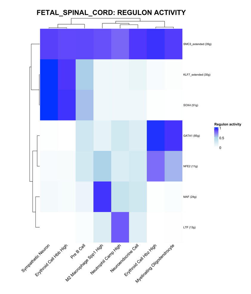 scRNA-Seq - Spinal Cord