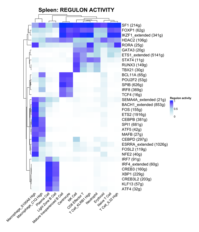 scRNA-Seq - Spleen