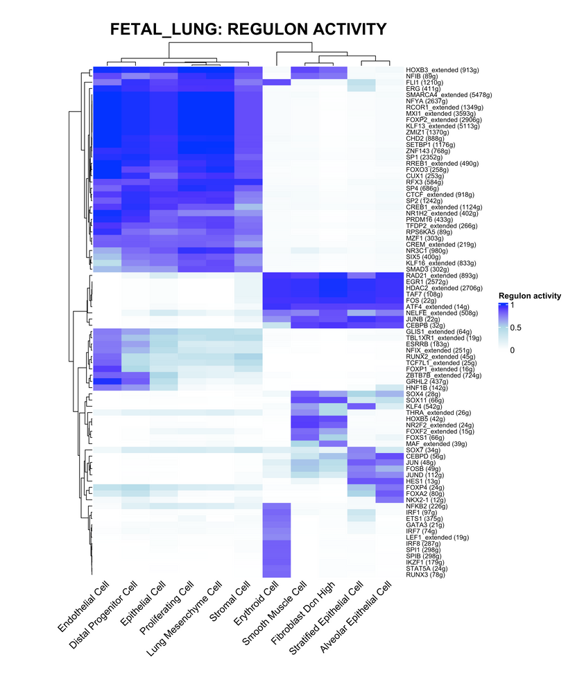 scRNA-Seq - Lung