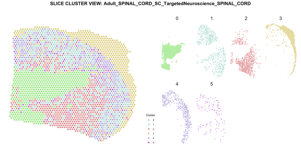 Spatial - Spinal Cord Cervical C 1