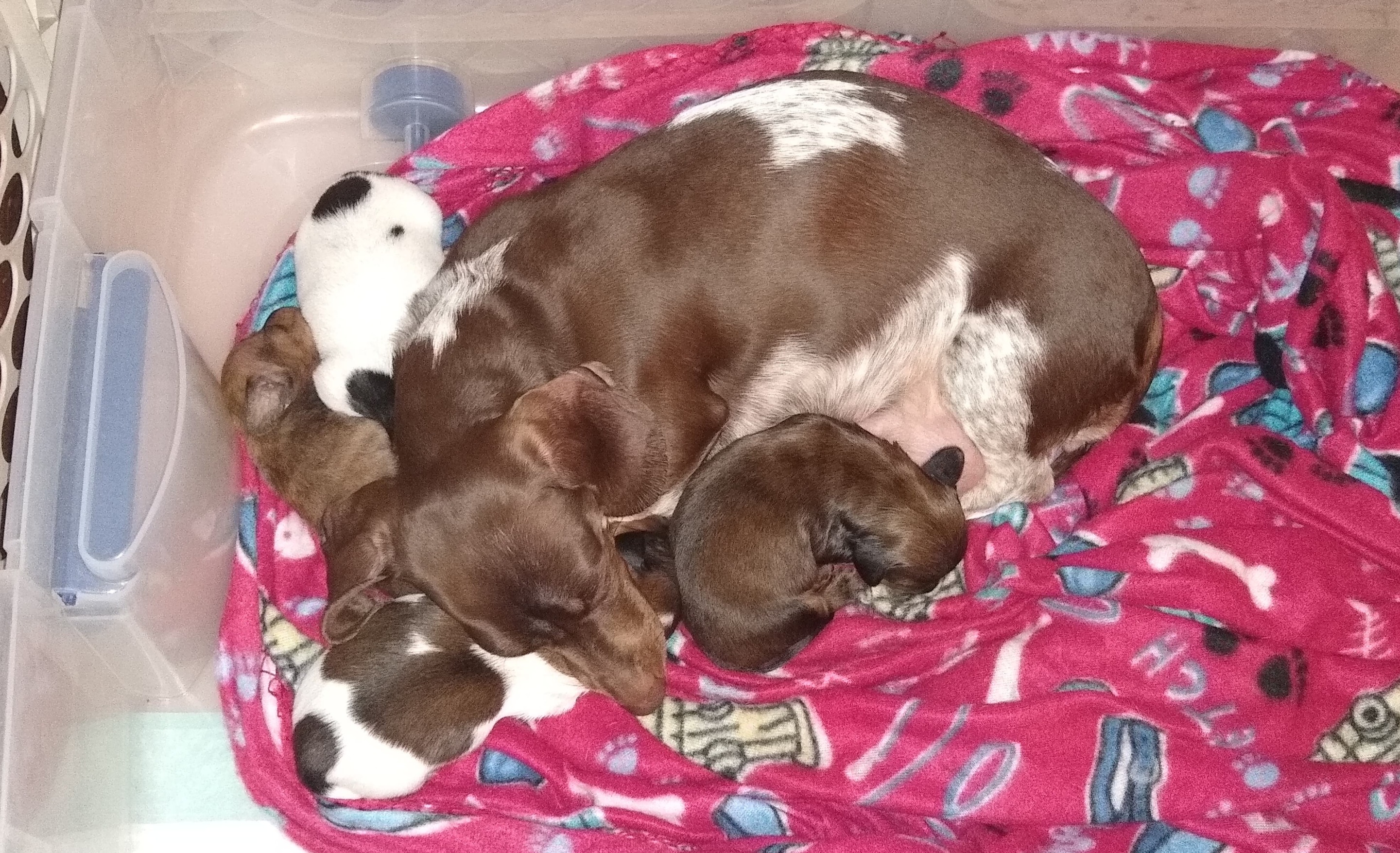 Two Sisters' Dachshunds | Miniature Dachshund Puppies for Sale