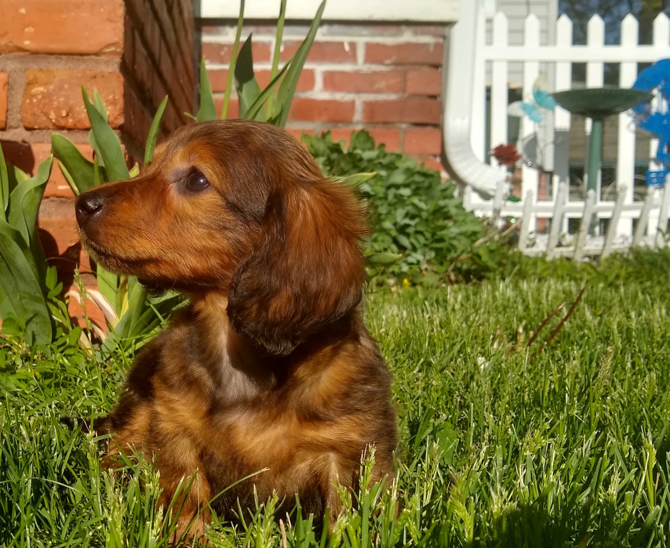 Two Sisters' Dachshunds | Miniature Dachshund Puppies for Sale