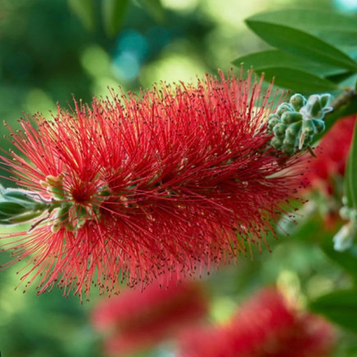 Bottle Brush Tree (Pollinator) | The Garden Doctor