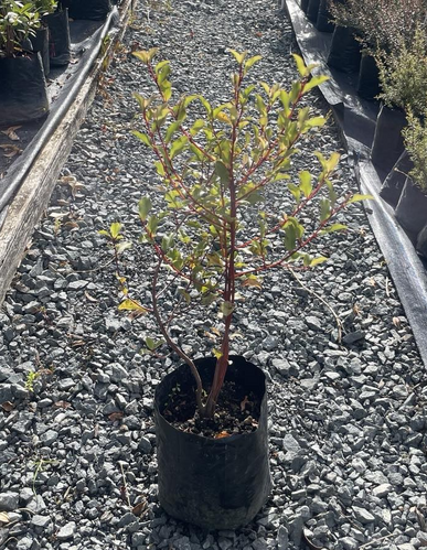 Red Matipo | Magnolia Rise