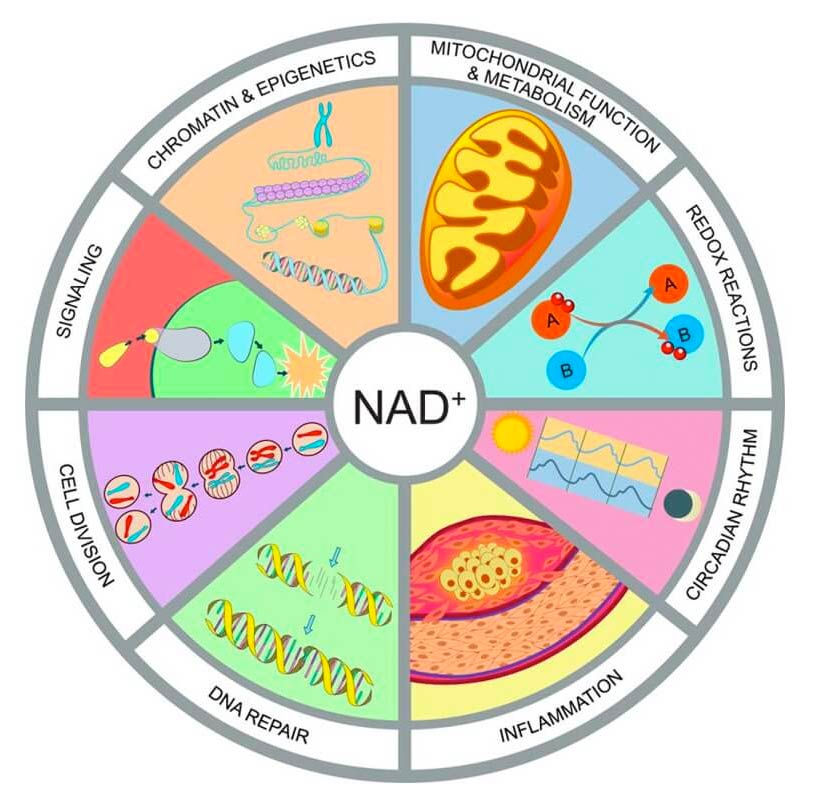 NAD+ An Extremely Effective Therapy Against Aging