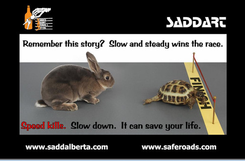 Tortoise & Hare Poster | SADD Alberta