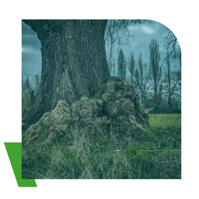 Veteran Tree Surveys and Management of Ancient Trees - Arb Innovators