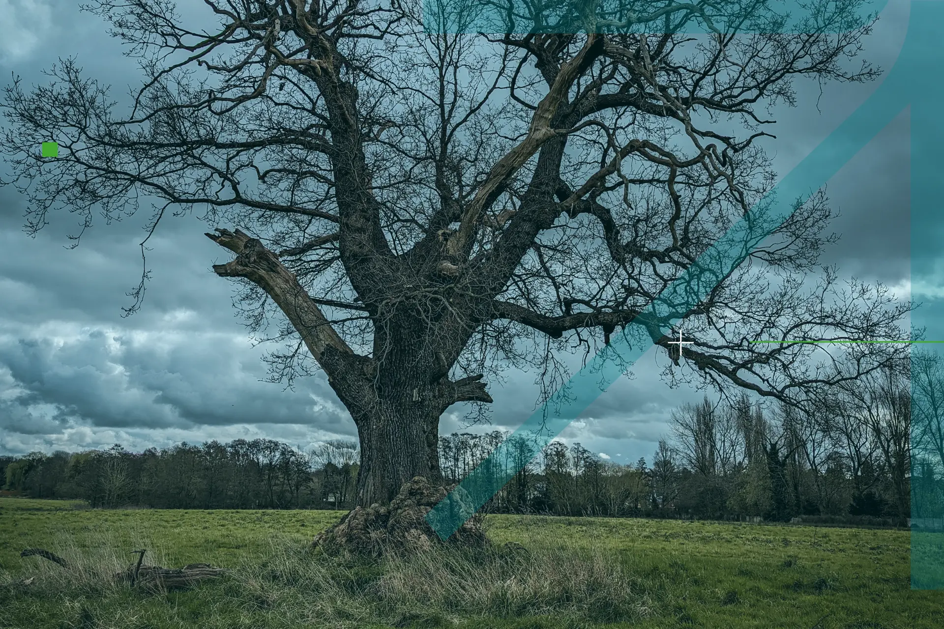 Veteran Tree Surveys and Management of Ancient Trees - Arb Innovators