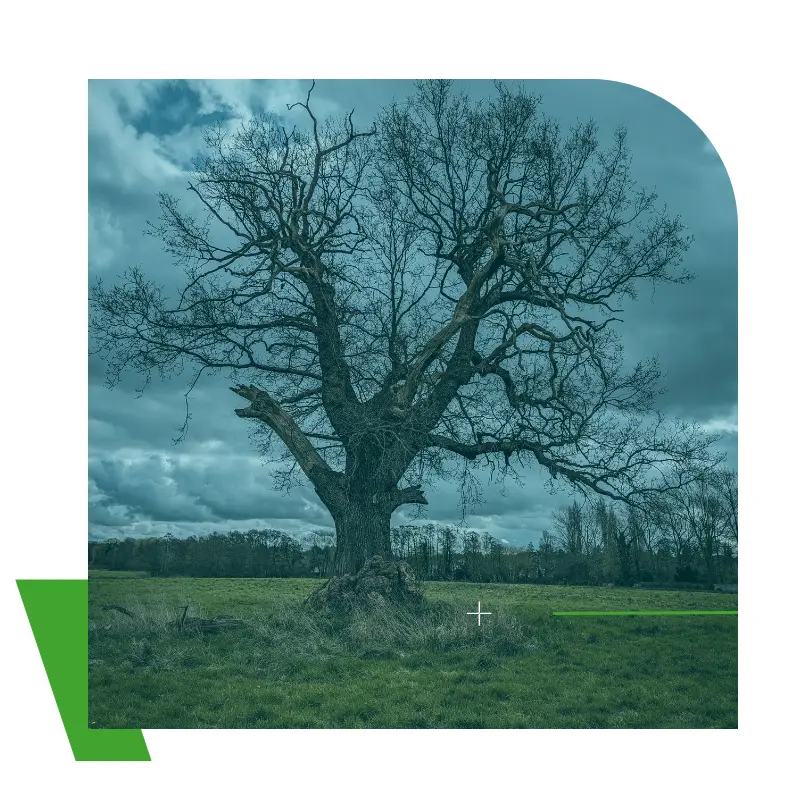 Veteran Tree Surveys and Management of Ancient Trees - Arb Innovators