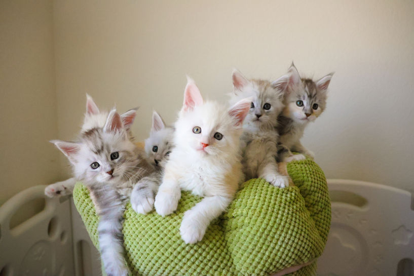 Maine Coon Kittens NV: Your Nevada Cat Awaits!