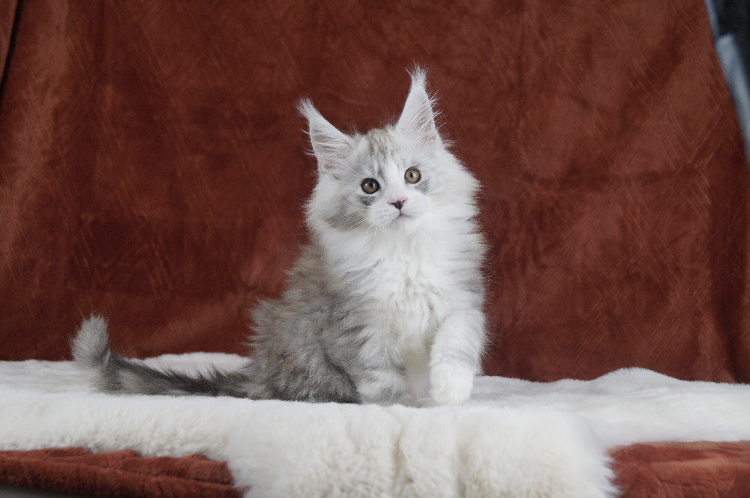 LMCooNCat Maine Coons | Los Angeles Maine Coon Breeder | California
