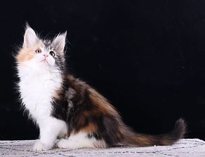 Why Calico Maine Coons Are the Most Fascinating Color You’ll Ever Meet