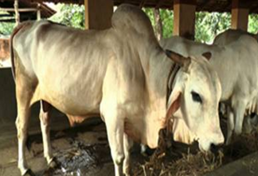 Cows from The Indian Subcontinent