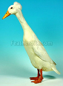 Bali | Duck Breeds A-Z | Hen'Pals